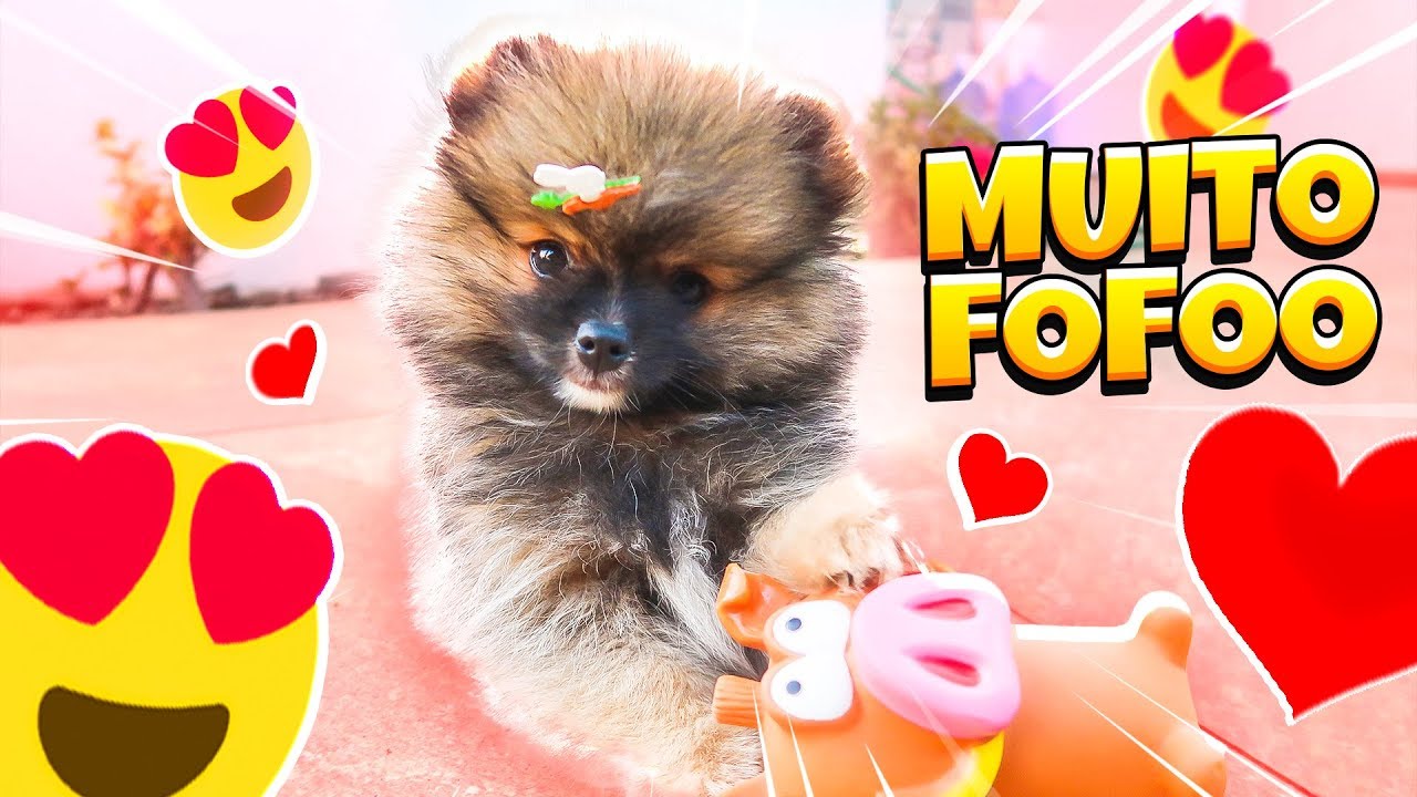 ele é muito fofoooooooooooooooooo !! - YouTube