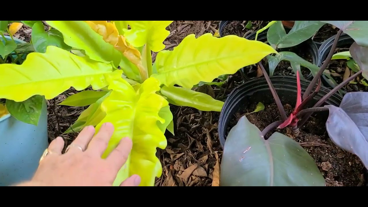 NEW Costa Farms Trending Tropical Golden Crocodile Philodendron - YouTube