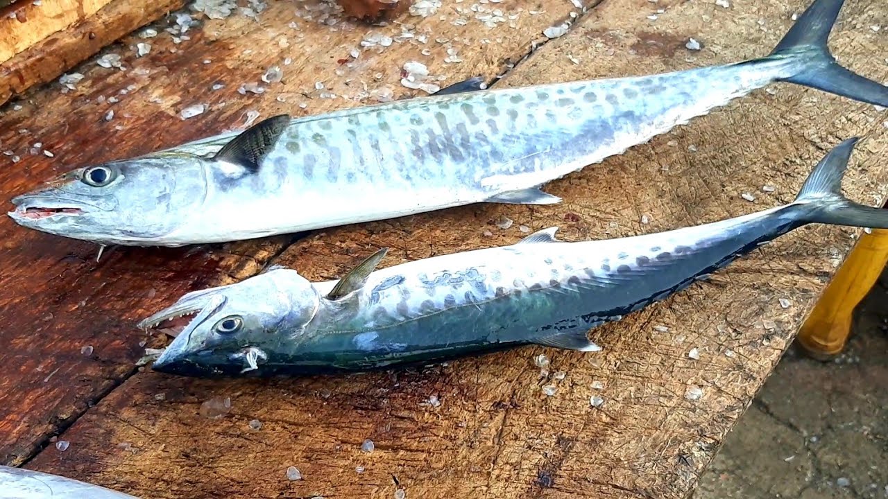 BABY SEER FISH | FRESH FISH CUTTING SKILL | SLICE CUT - YouTube