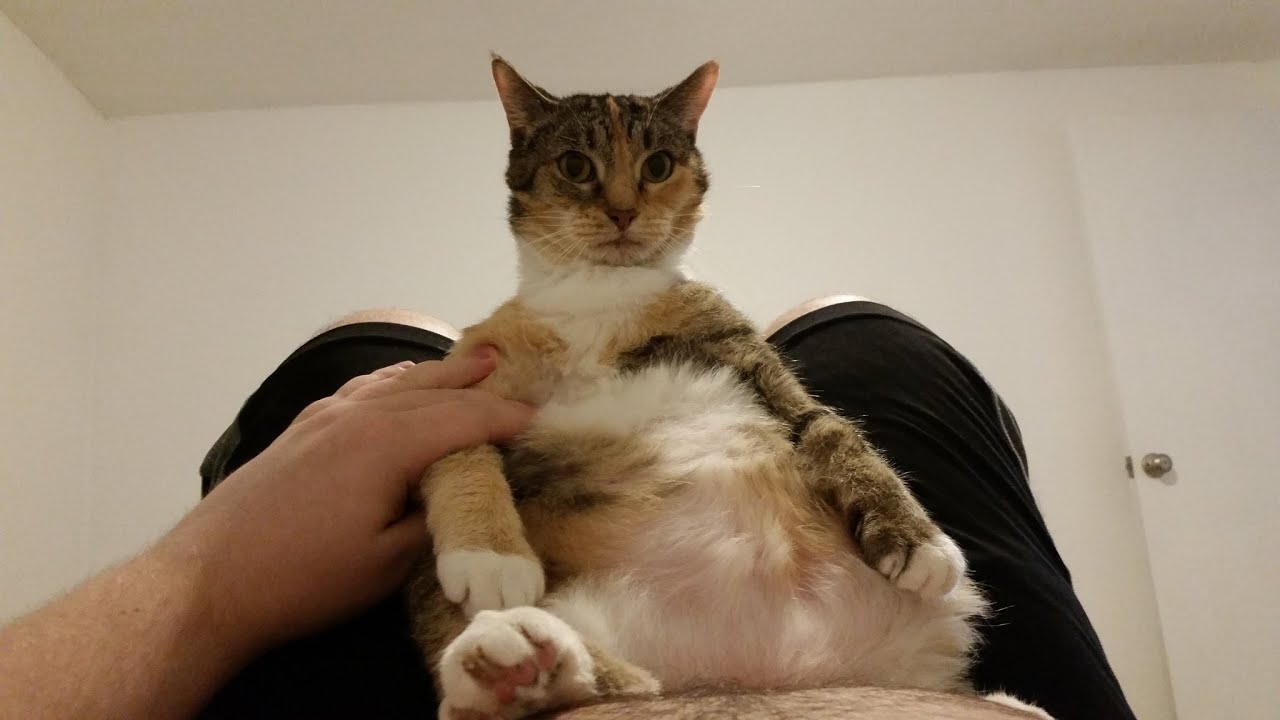 Demo forgets Brokeback Mountain is gay (Demolition D+ Stream Highlight ...