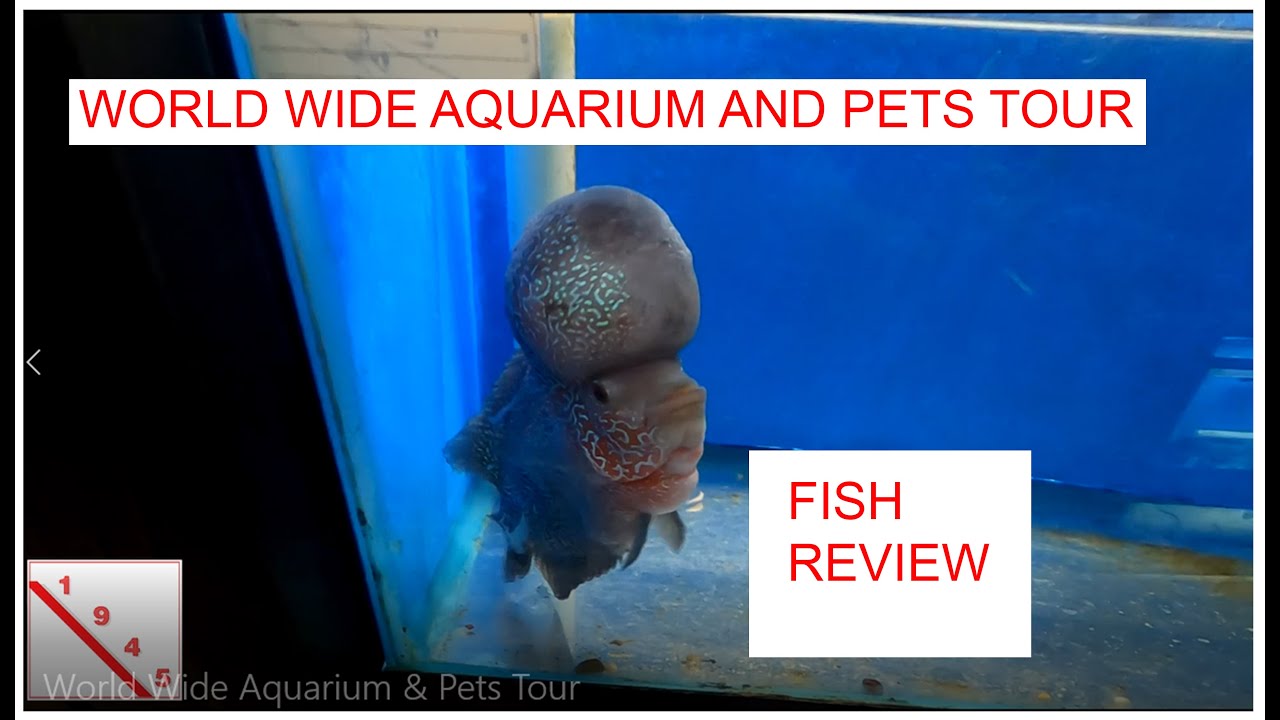 Fish Review, World Wide Aquarium & Pets Tour - YouTube