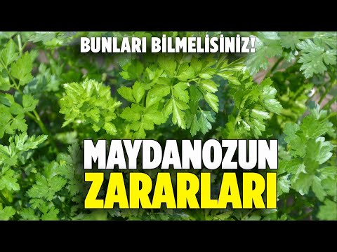 Maydanozun Zararları - Pratik Bilgi Bankası
