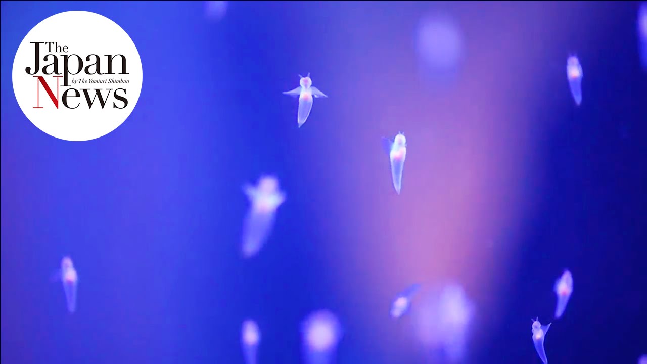 Sea angels - The Japan News - YouTube