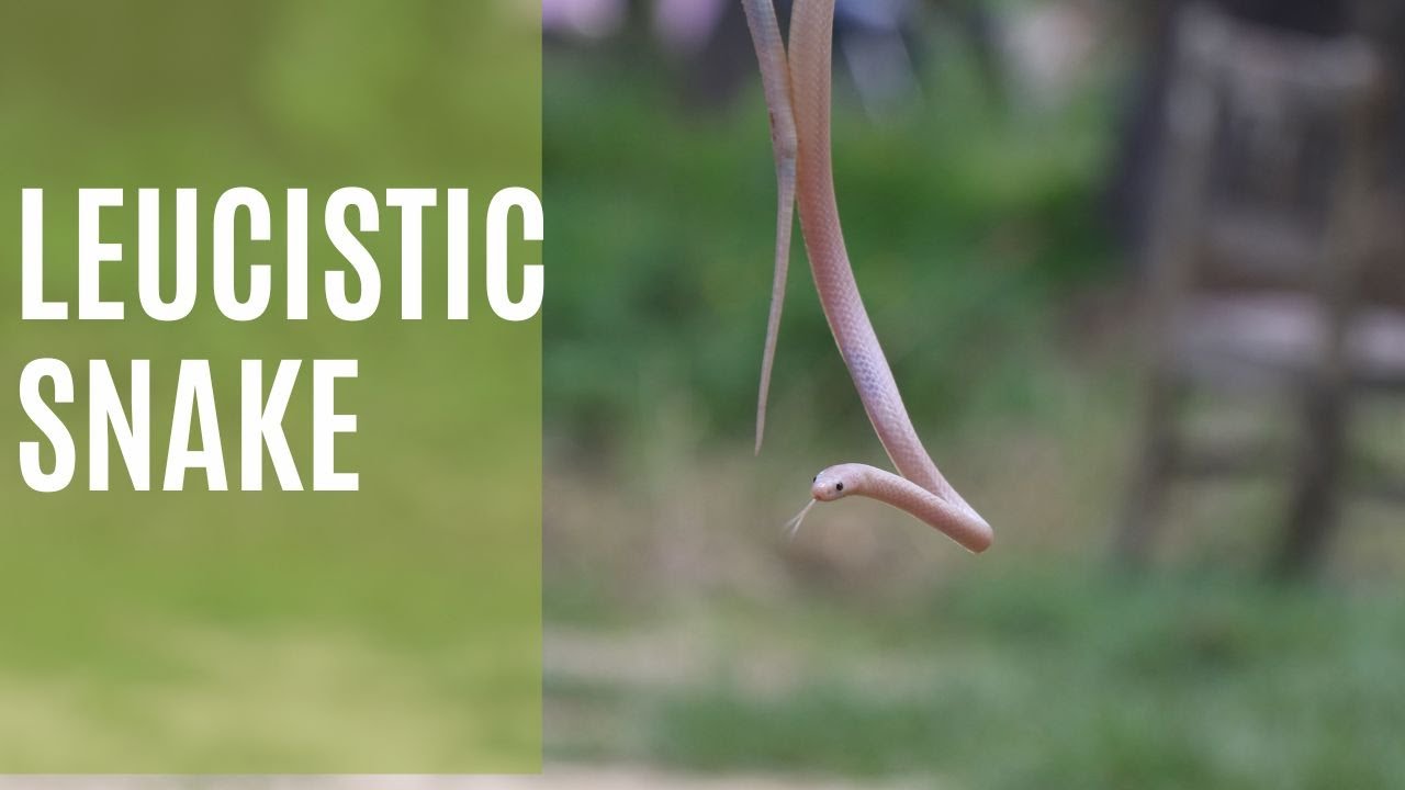 Leucistic Snake | White Snake | Rare Snake - YouTube