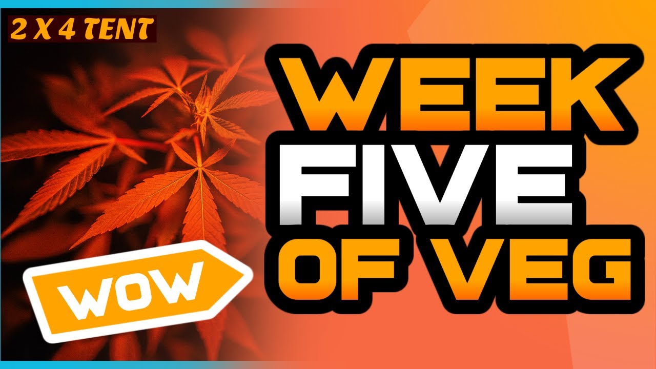 Easy Way To (LST) Your Plants - YouTube