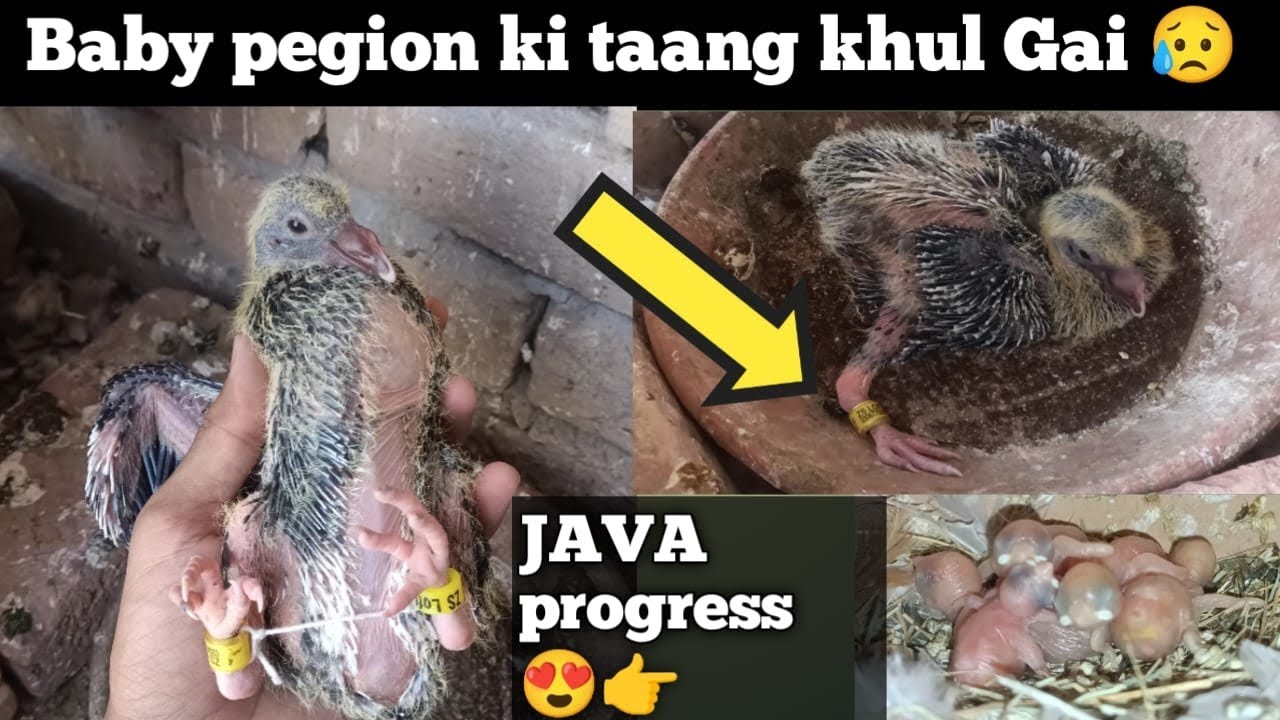 Choty sy pigeon ki leg kharaab 😧😲 | java sparrow k babies itny sary Alhamdulillah 😍 ️ - YouTube