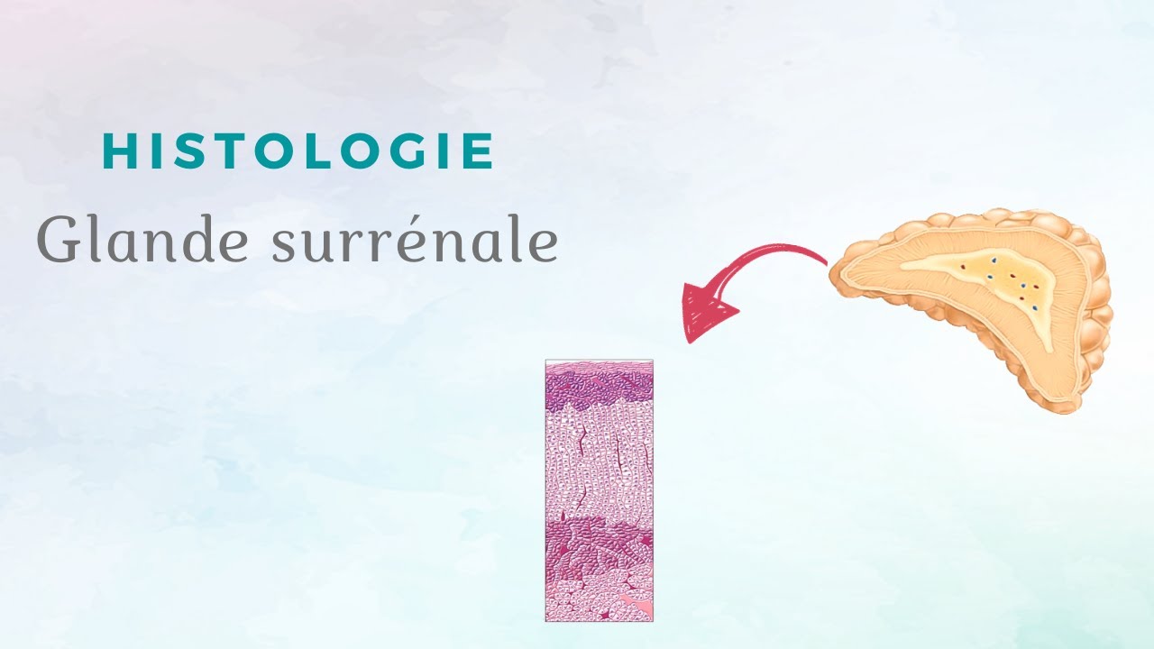 Histologie de la Glande Surrénale - YouTube
