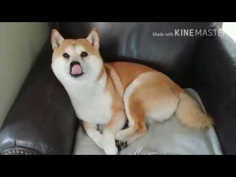 Doggo mlems when you say "I love you"!!! 😛😛 - YouTube