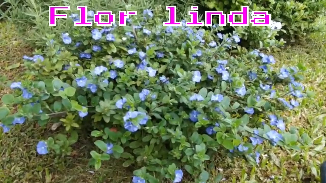 Flor azul, azulzinha,como fazer a muda da azulzinha - YouTube