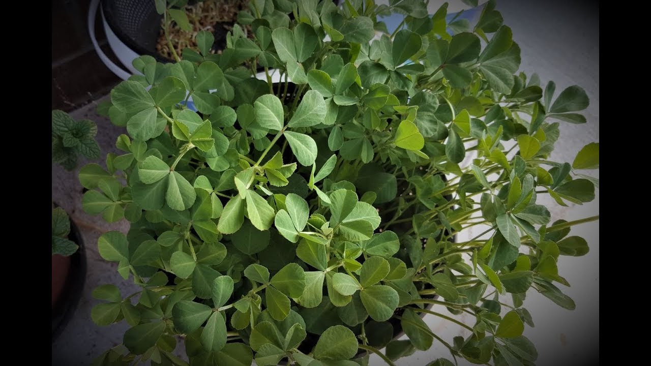 Fenugreek - Methi growing Tips - A step close to avoiding chemical ...