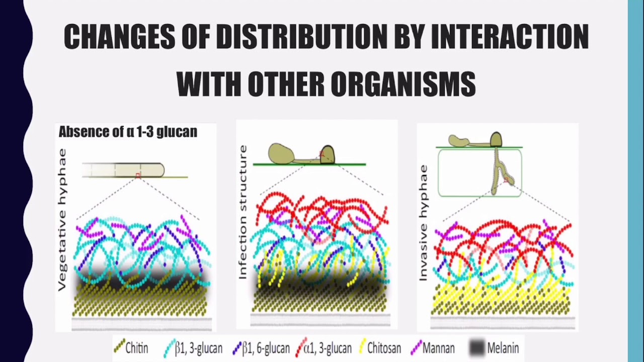 THE FUNGAL CELL WALL - YouTube