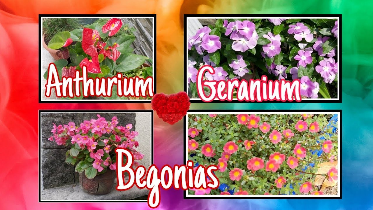 Anthurium Flowers/ Begonia Flowers / Geranium Flowers /Mix Flowers ...