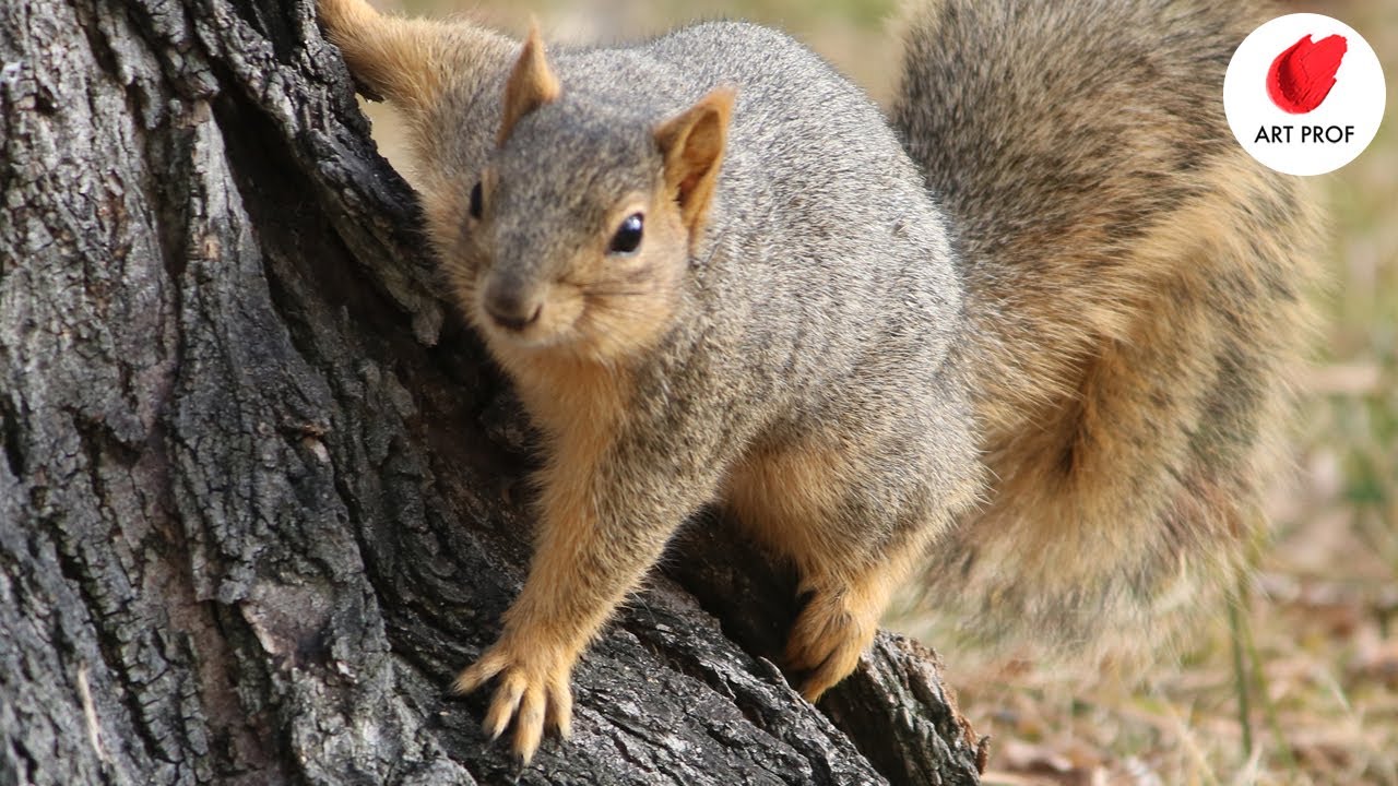 Timed Drawing Exercise: Squirrels, 2 min. Poses - YouTube