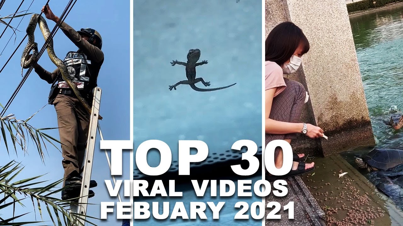 Top Viral Videos Of The Month February 2021 - YouTube