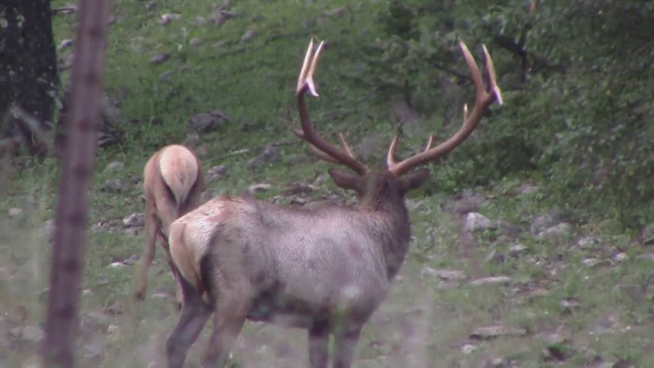 6X6 HERD BULL ELK - YouTube