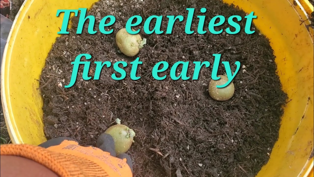 Planting Swift first early potatoes🥔🥔🥔#142025. Rum and Rhubarb ...