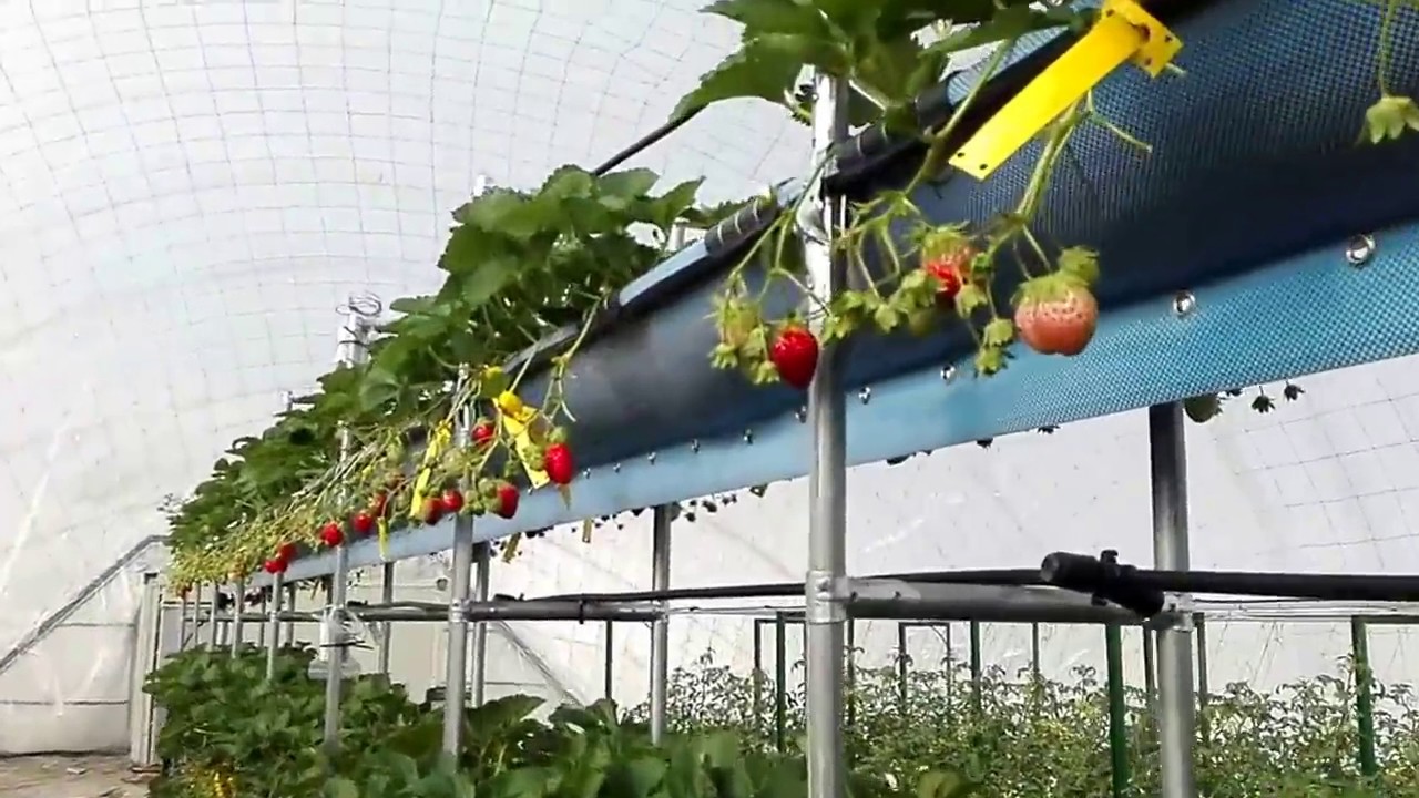 Protected Horticulture - YouTube