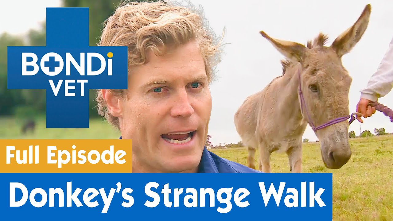 Orphaned Donkey Develops An Awkward Walk | FULL EPISODE | E4 | Bondi ...