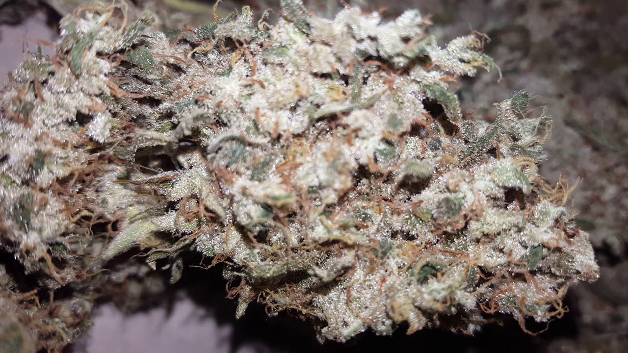 J27 707 Crème Rose Inzane in the membrane pre trim (2) - YouTube