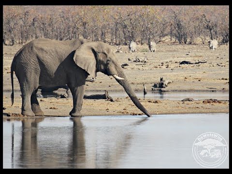 African Elephant drinking from Grootvlei Dam in the Kruger National ...