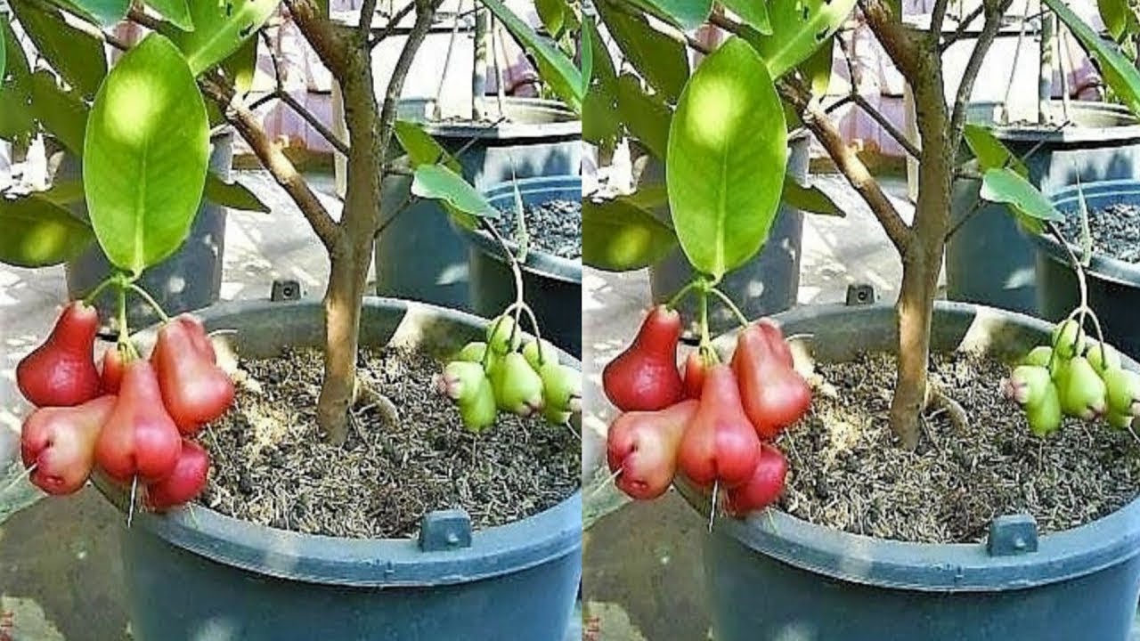 resultado da enxertia do jambo branco | horta e plantio - YouTube