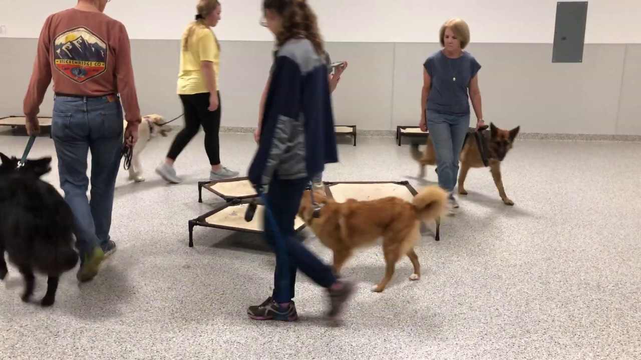 Puppy Musical Chairs - YouTube