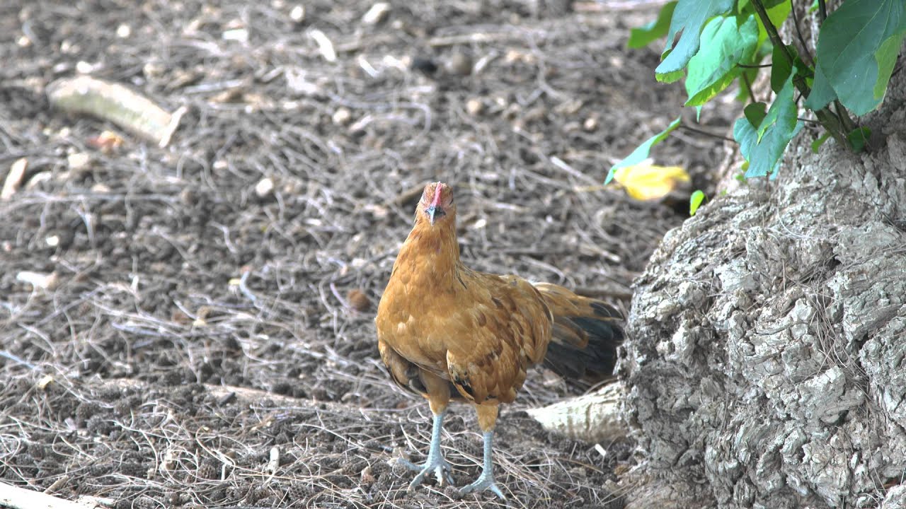 Feral Chickens at Bonsai Pipeline Park 4K (A7RII w/ EF 24-105 Lens ...