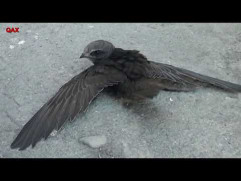 Sirli quş insanları heyrətə gətirdi