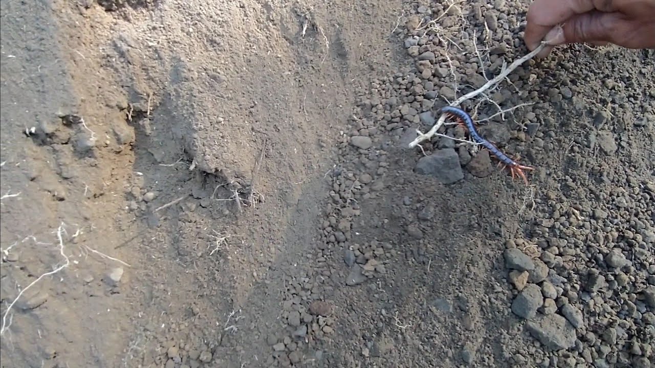 I found a centipede while digging in the sand - YouTube