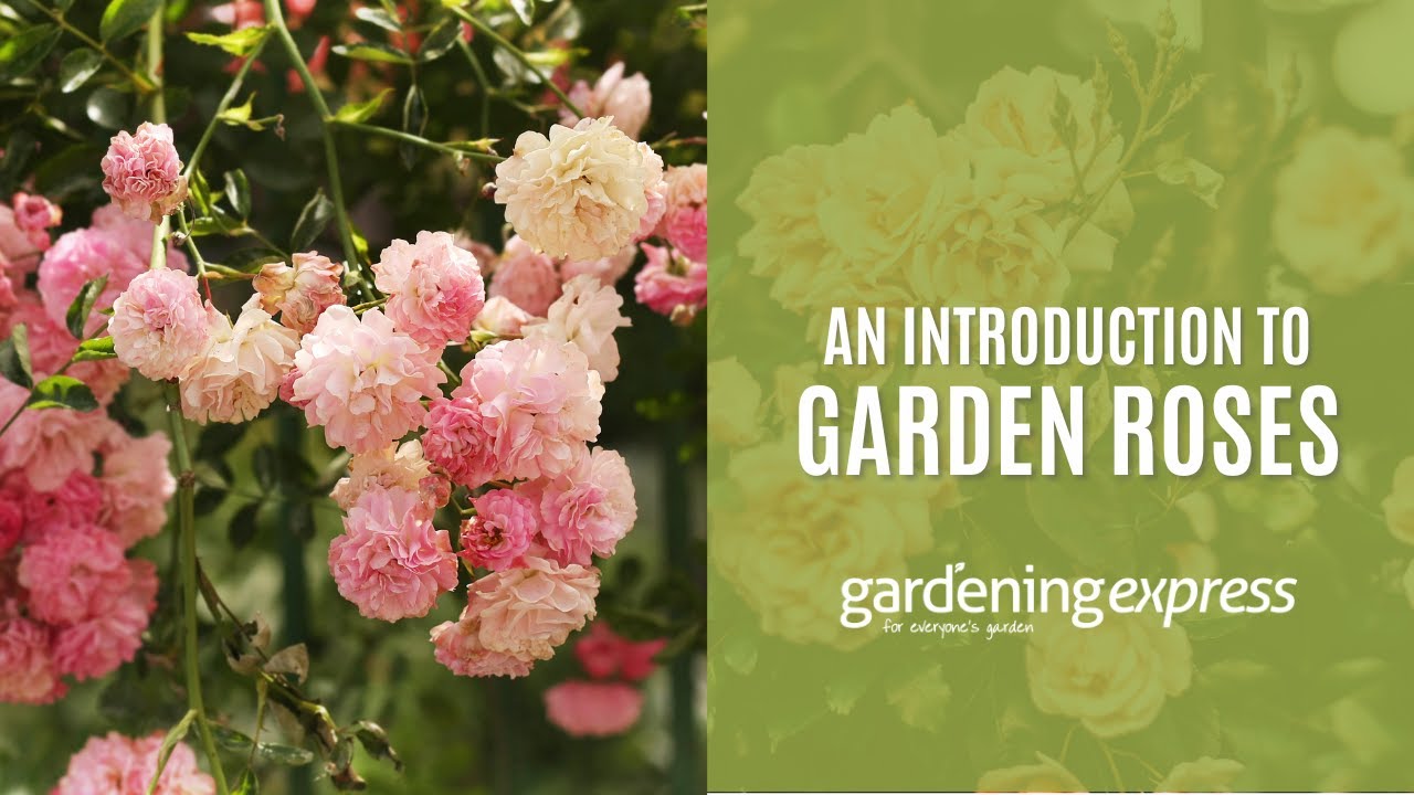 An Introduction to Roses - Gardening Express - YouTube