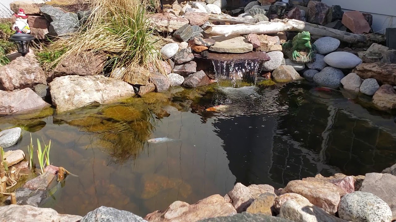 Backyard garden pond with waterfall fun and fish. Springtime pond ...