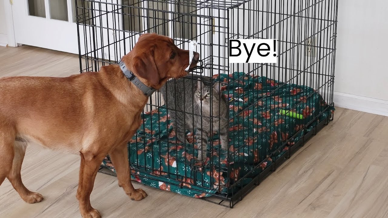 Dog Tries To Lock Up The Cat - YouTube