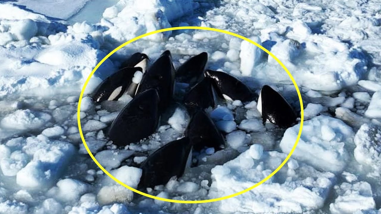 Orcas Trapped in Ice and Almost Died. See Who Came to Their Rescue ...
