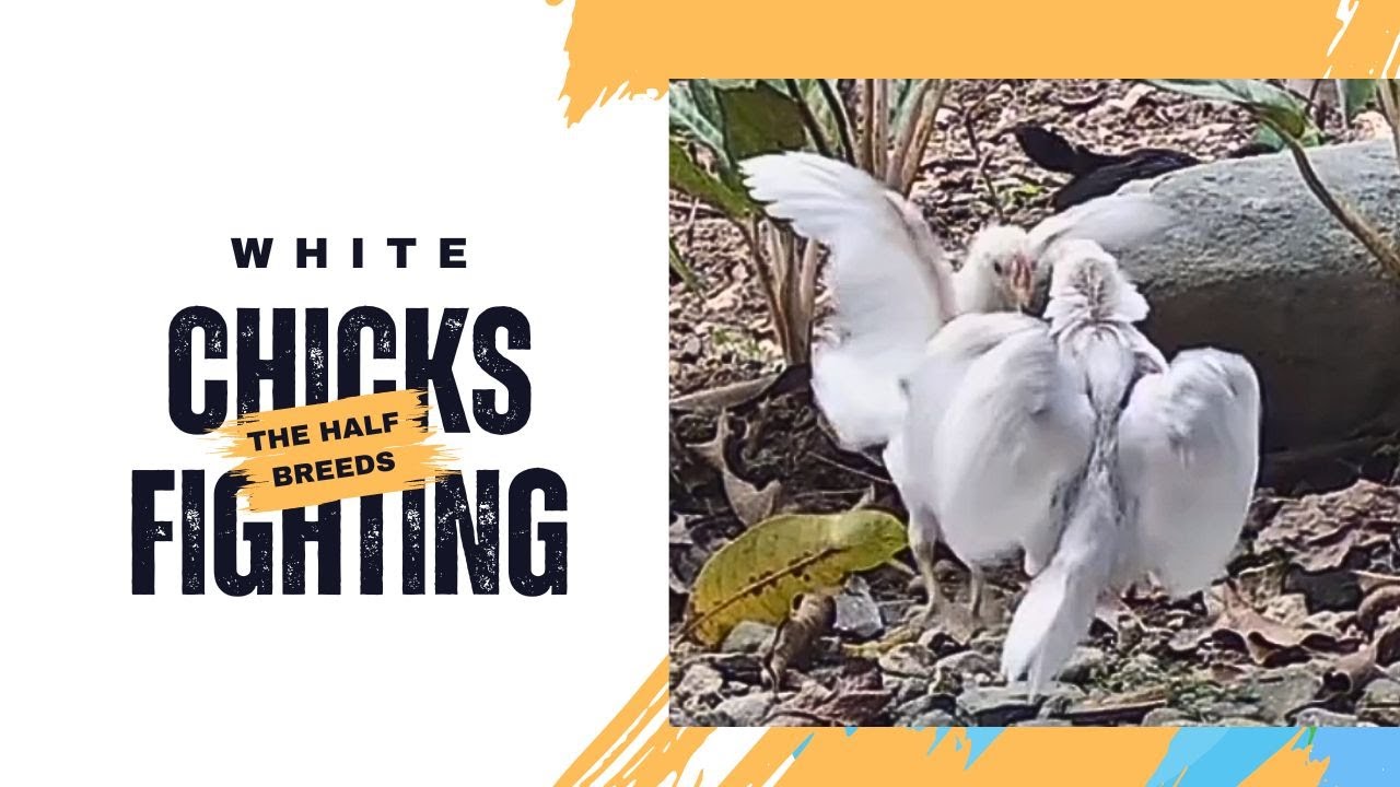 The Half-Breeds | White Chicks Fighting - YouTube