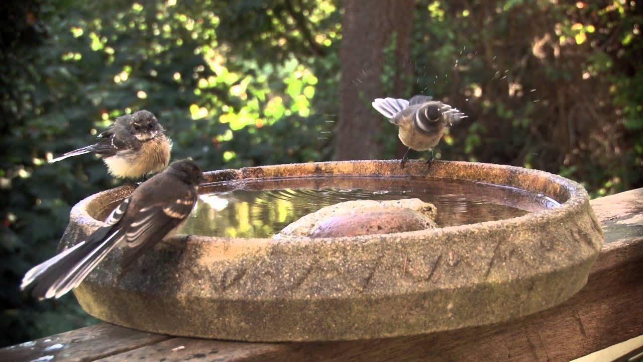 Brown Scrub Wren, Grey Fantail, Eastern Spinebill - BATH TIME - YouTube
