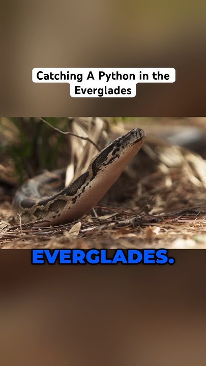 Catching A Python in the Everglades - YouTube