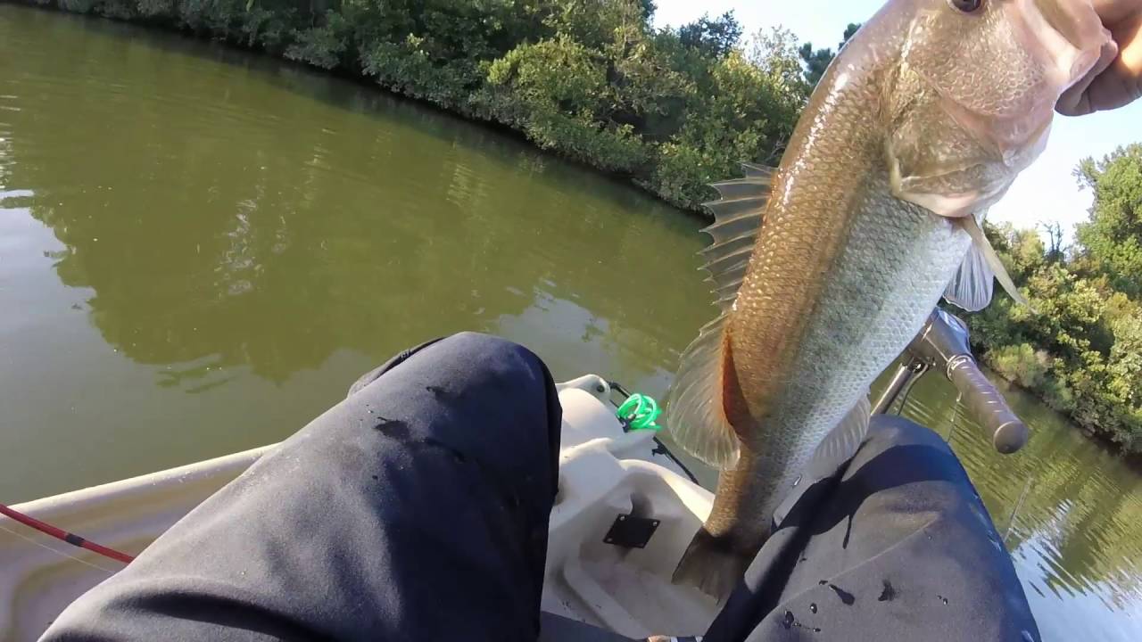 3.6lb bass caught fishing a texas rigged ribbon tail worm - YouTube