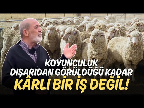 Koyunculuk Dışarıdan Görüldüğü Kadar Kârlı Bir İş Değil!