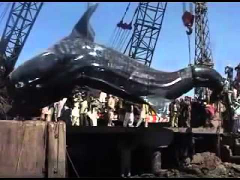 World"s Biggest Whale Shark Caught in Karachi Pakistan 7th Feb 2012 ...