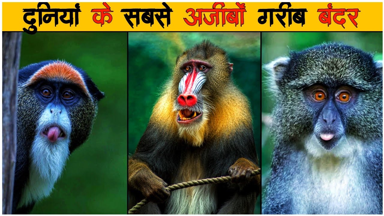 😱You Won't Believe These Monkeys:The World's Weirdest and Most ...