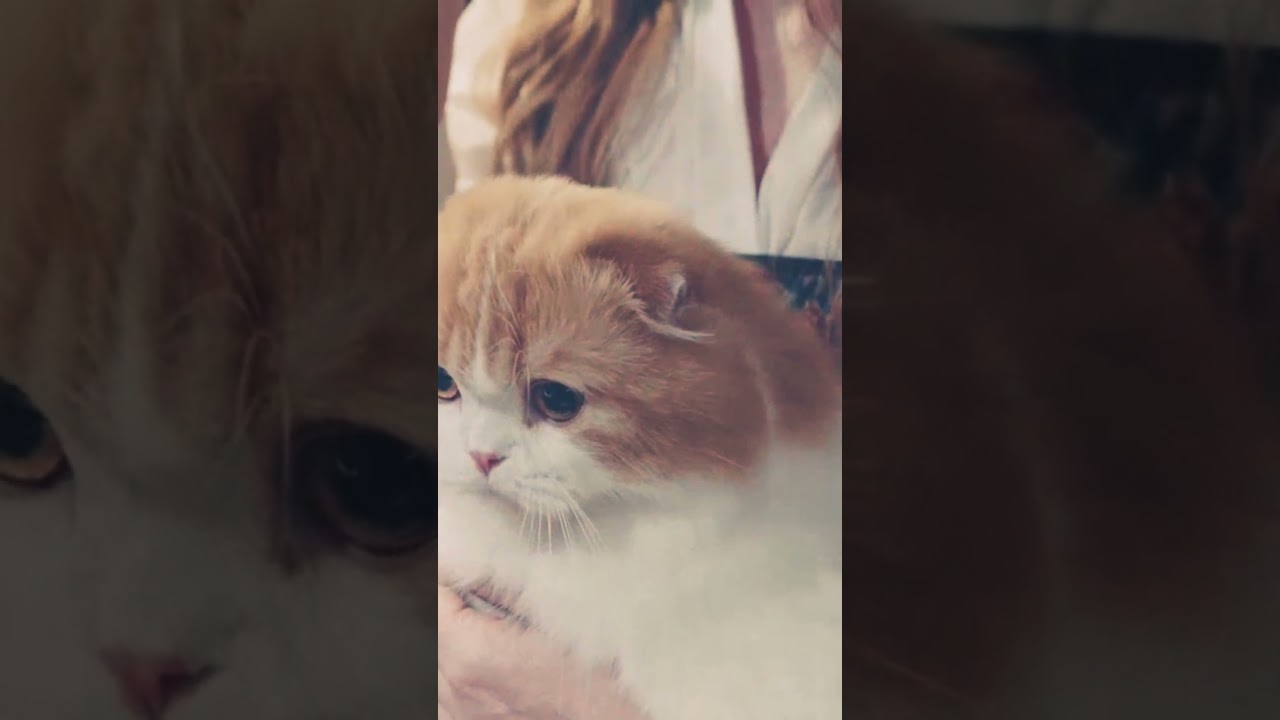 Baby cat crying #short - YouTube