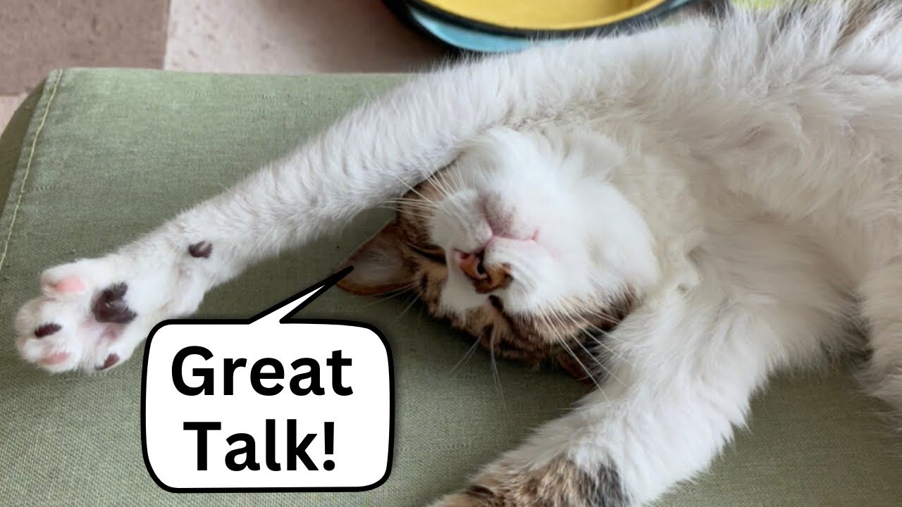 Best Conversation with a Cat - YouTube