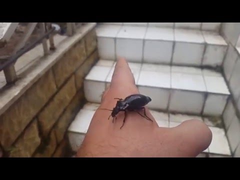 How to help an big black insect? (büyük siyah böcek)