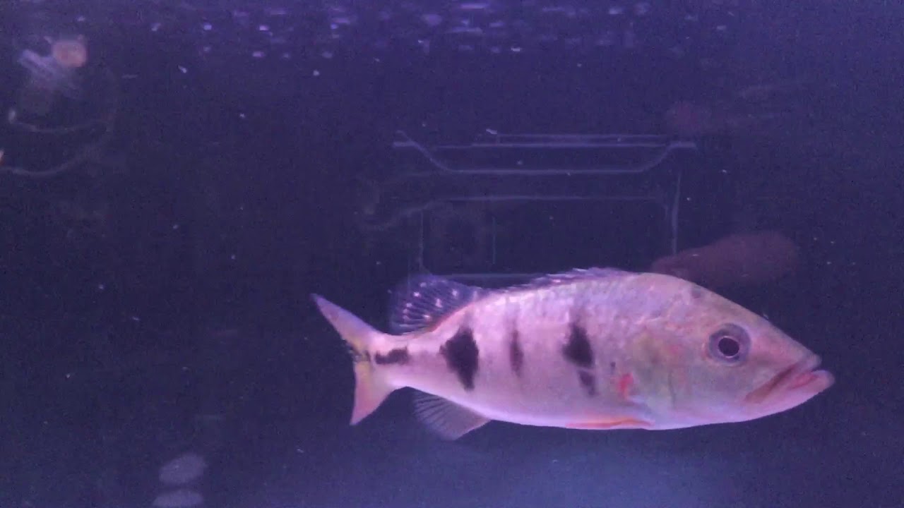 Banjar Red Arowana - YouTube