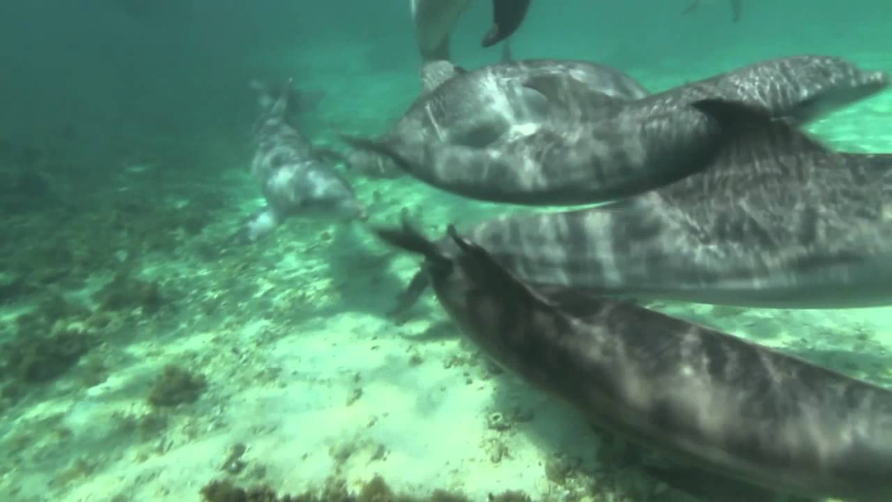 Pacific Bottlenose Dolphins Jaw Clap - YouTube