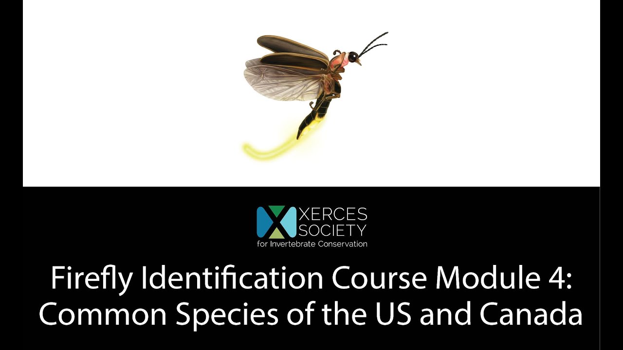 Firefly Identification Course Module 4: Common Species of the US and ...