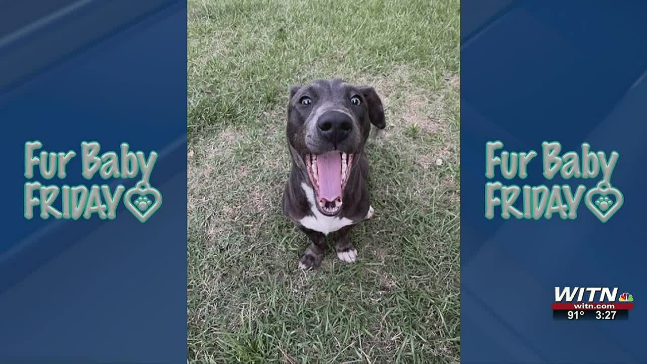 FUR BABY FRIDAY: Meet Guppy! - YouTube