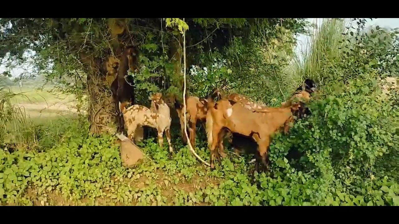 #sheep and #goats chirping mind satisfaction video - YouTube