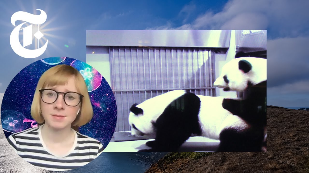 I Watched These Pandas Have Sex Ive Never Been So Happy Nyt Youtube