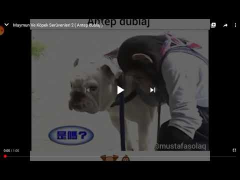 Maymun ve köpek   serüvenleri 2